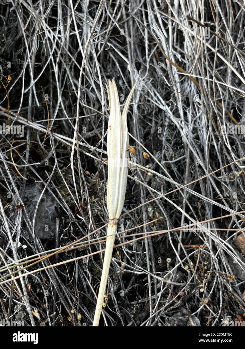 green-band mariposa lily (Calochortus macrocarpus macrocarpus Stock ...