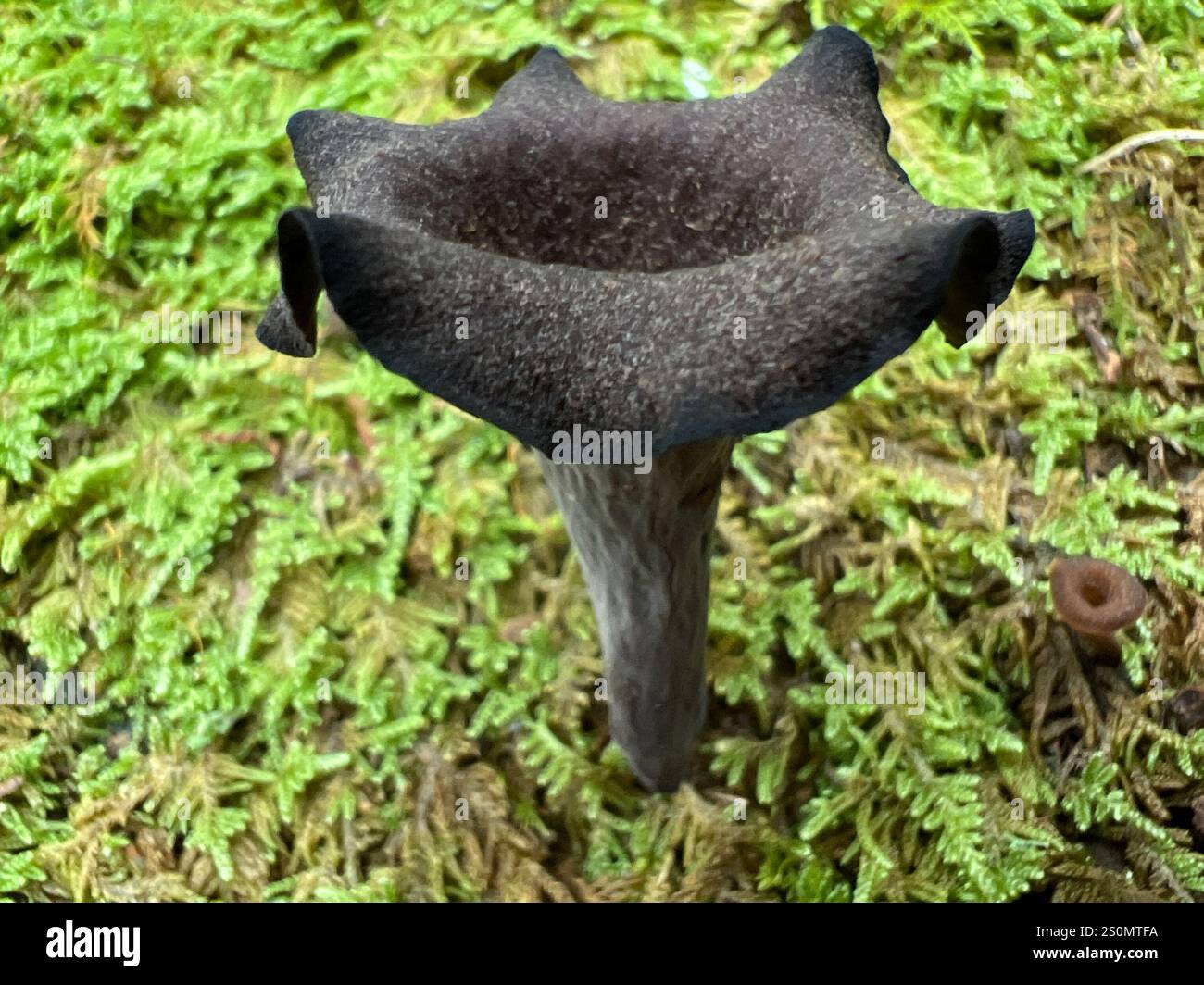 Eastern Black Trumpet (Craterellus fallax Stock Photo - Alamy