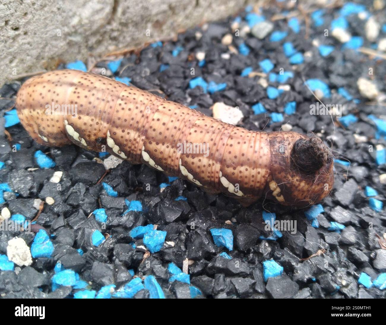 Achemon Sphinx (Eumorpha achemon Stock Photo - Alamy