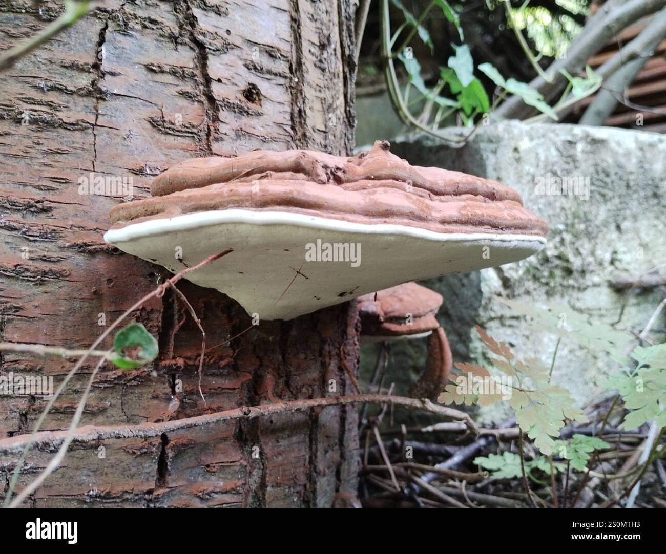 artist's bracket (Ganoderma applanatum Stock Photo - Alamy