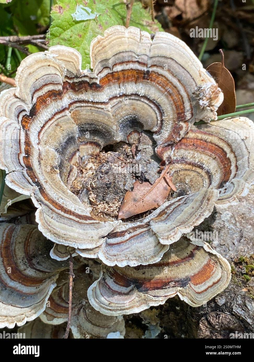 turkey-tail (Trametes versicolor Stock Photo - Alamy