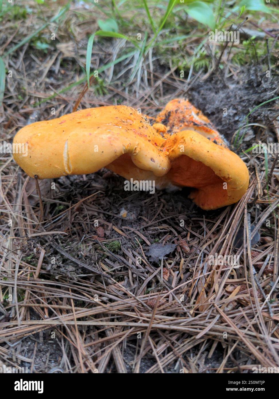 lobster mushroom (Hypomyces lactifluorum Stock Photo - Alamy