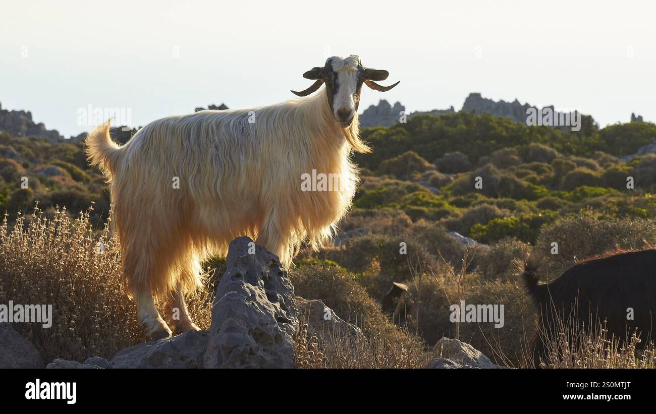 A long-haired goat on a rocky plateau in the warm evening light, sheep ...