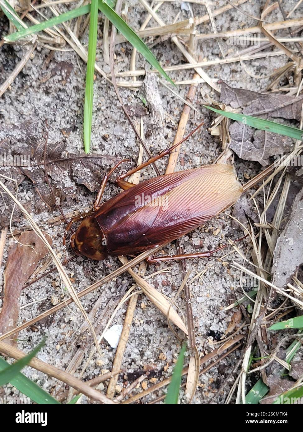 American Cockroach (Periplaneta americana Stock Photo - Alamy