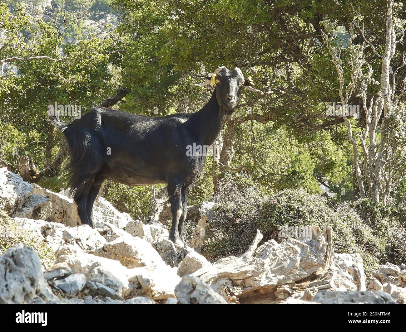 A black goat standing between rocks in a shady forest, sheep (e) or ...