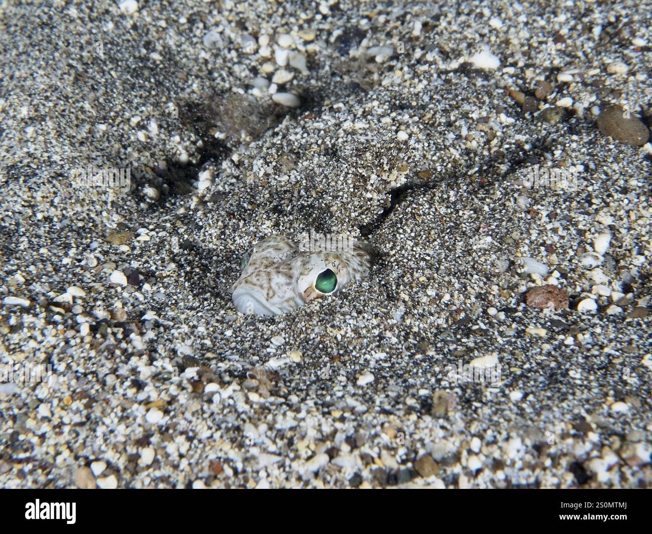 A venomous fish, the Petermaennchen (Trachinus draco), camouflages ...