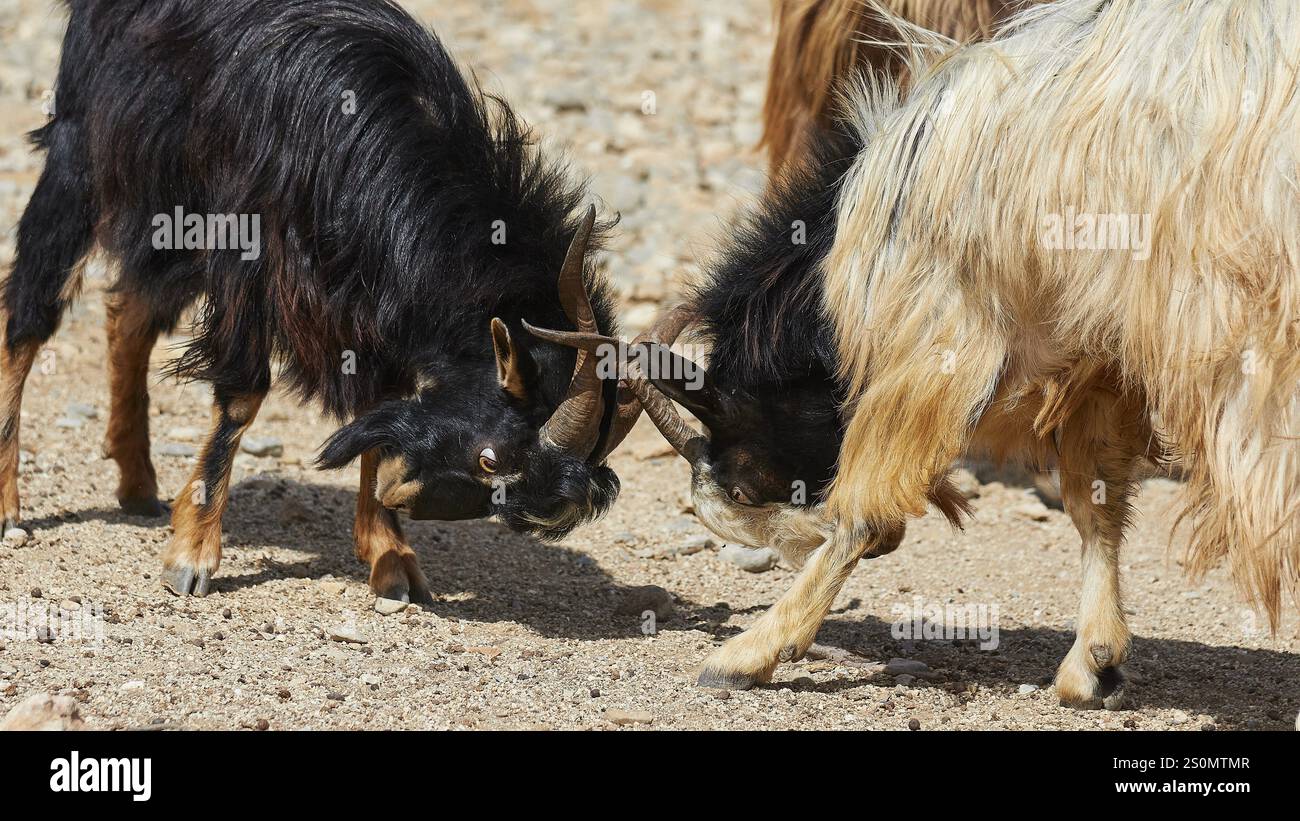 Two goats fighting with their horns on dusty ground, sheep (e) or goat ...