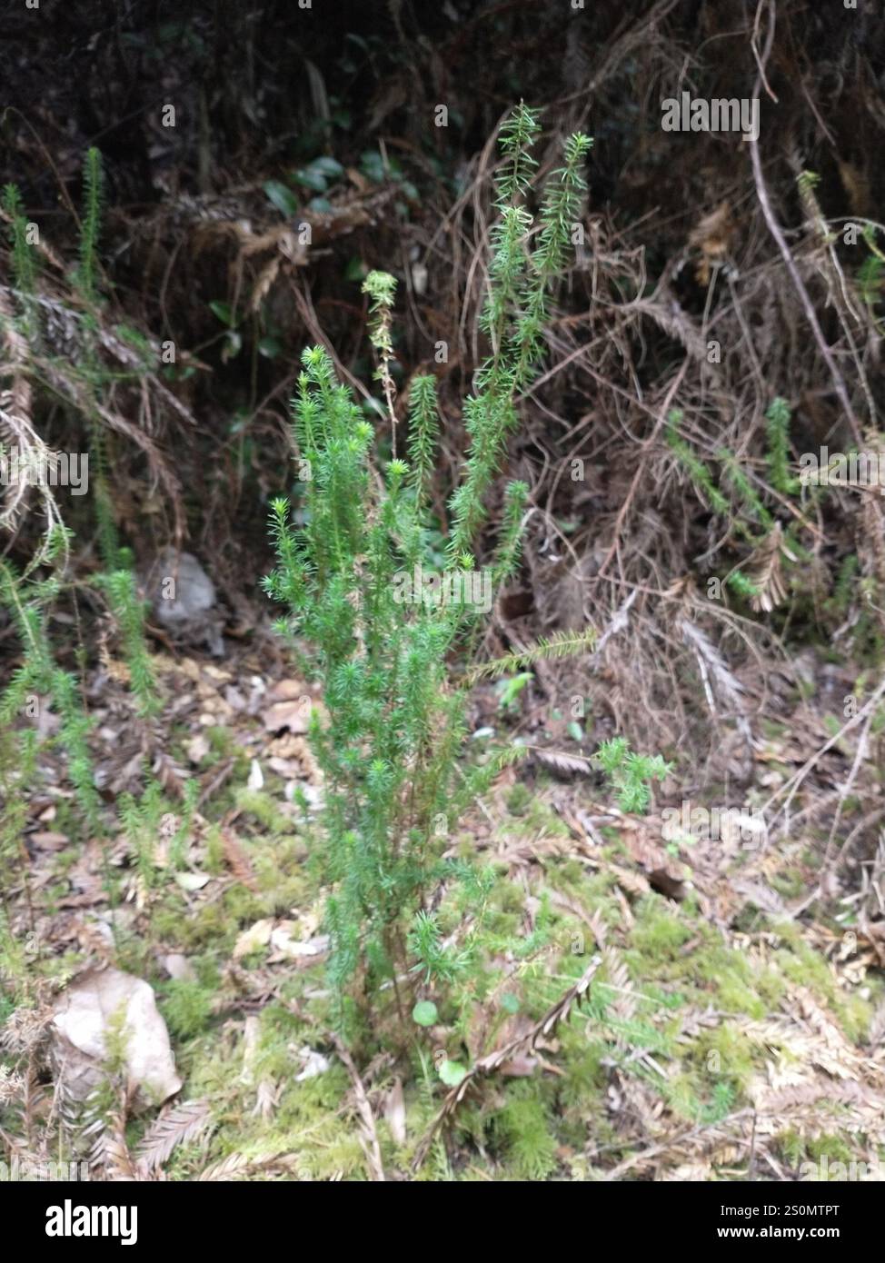 Erica lusitanica hi-res stock photography and images - Alamy
