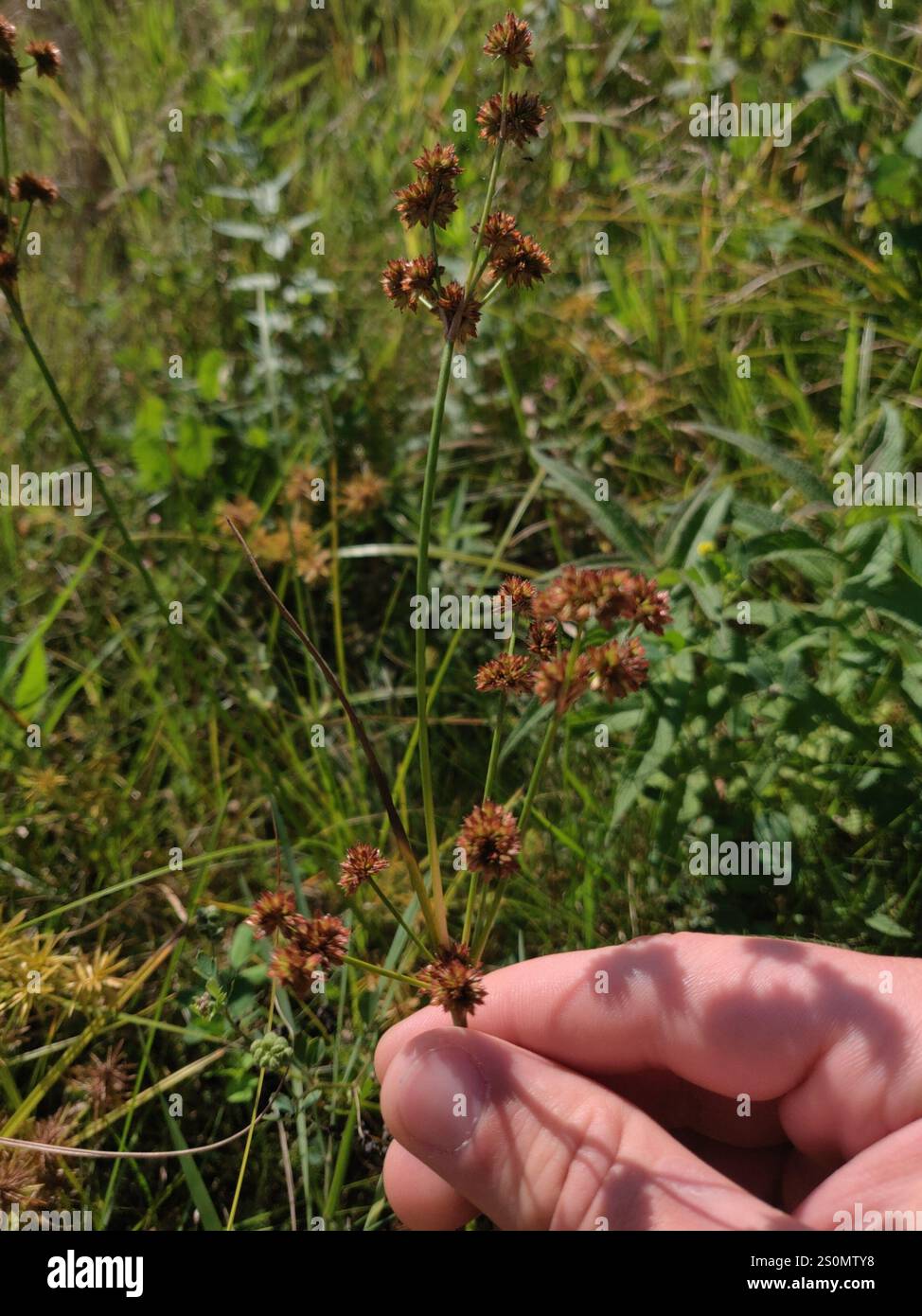 Canada Rush (Juncus canadensis Stock Photo - Alamy