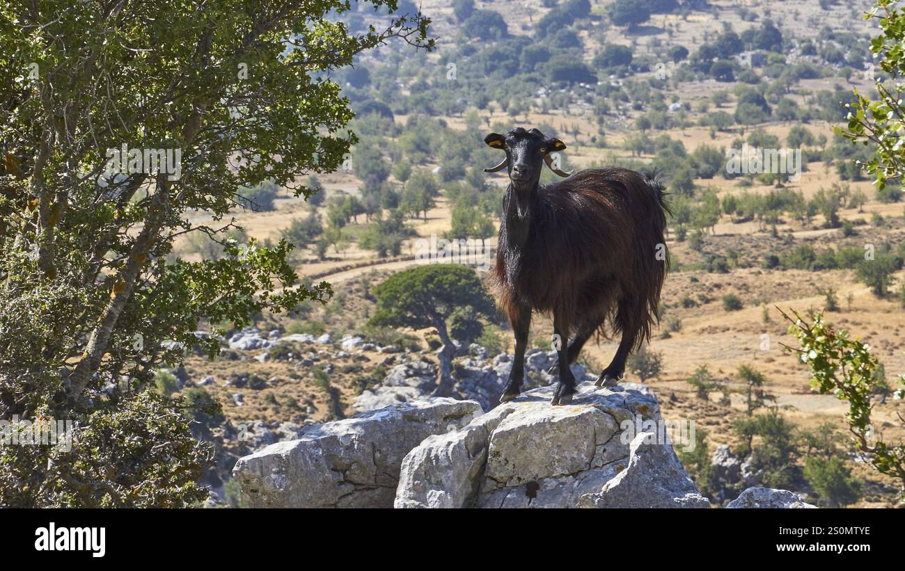 A goat stands proudly on a rock with a mountain landscape in the ...
