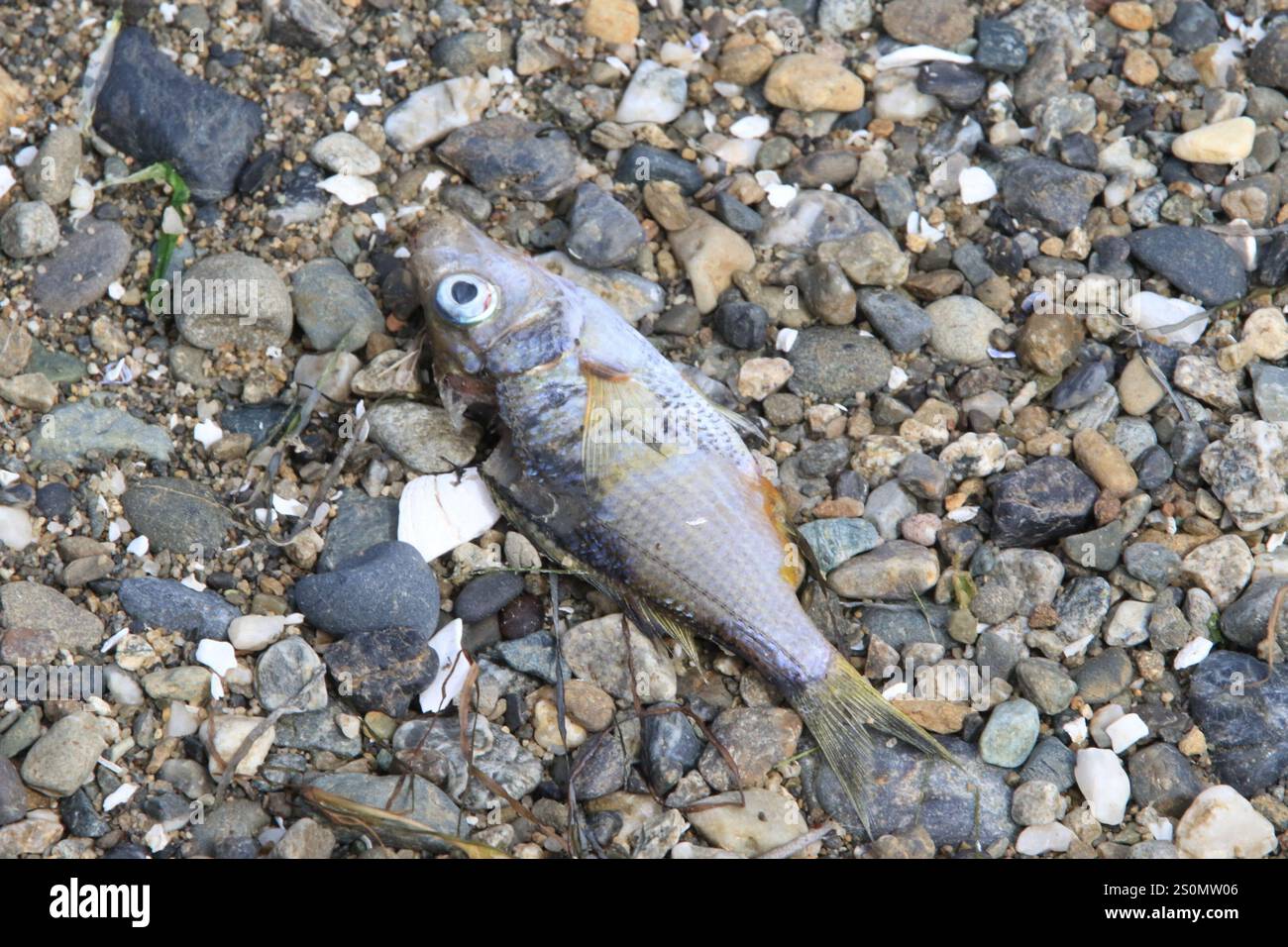 Shiner Surfperch (Cymatogaster aggregata Stock Photo - Alamy