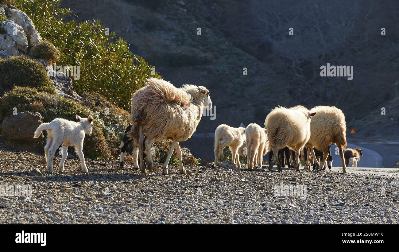 A group of sheep with lambs walking on a rural road in hilly terrain ...