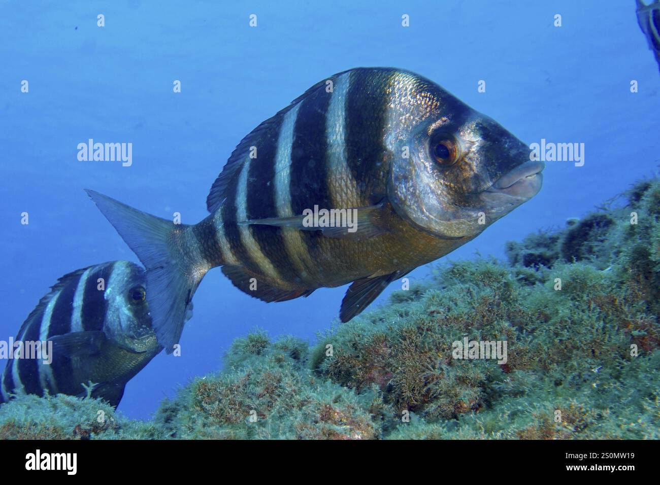 Two striped fish, zebra bream (Diplodus cervinus cervinus), swimming ...