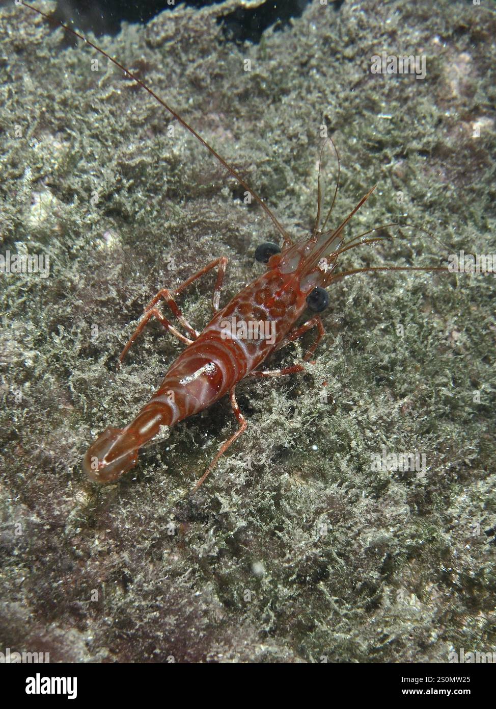 A reddish-brown dancing shrimp (Cinetorhynchus rigens) on a sandy ...