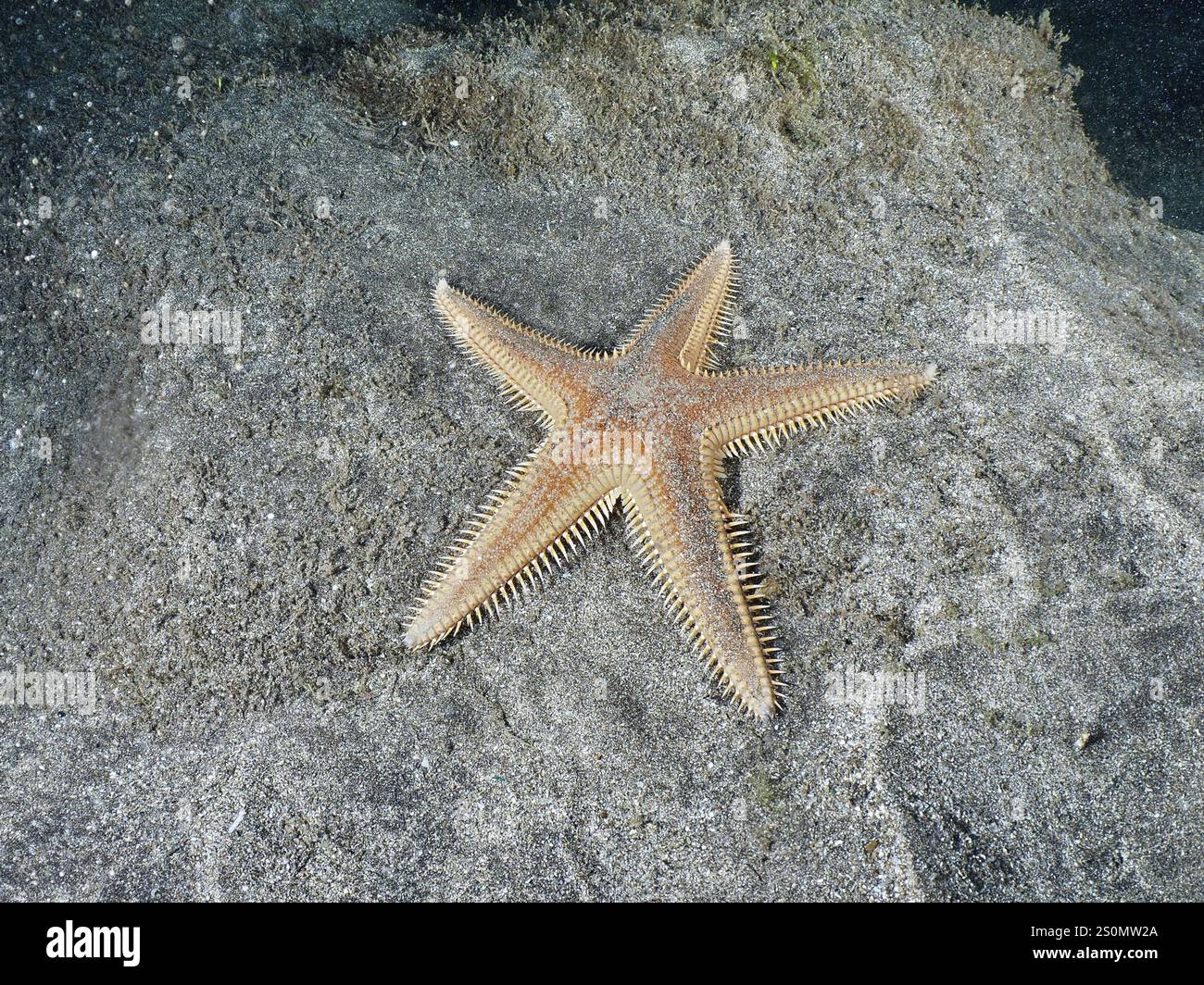 Orange Astropecten aranciacus (Astropecten aranciacus) lying on grey ...