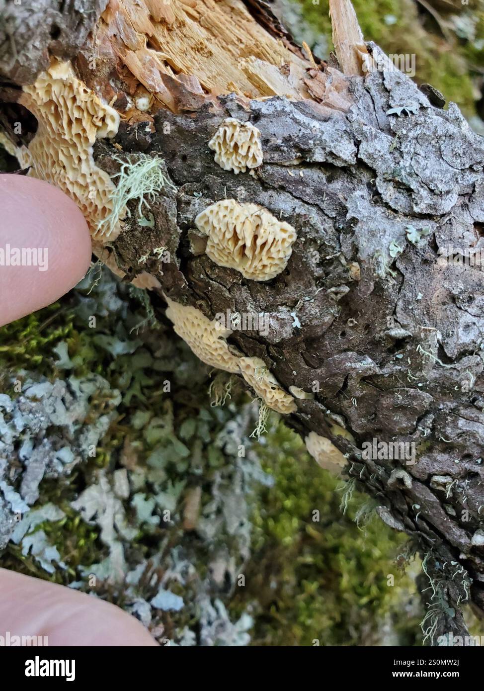 shelf fungi (Polyporales Stock Photo - Alamy