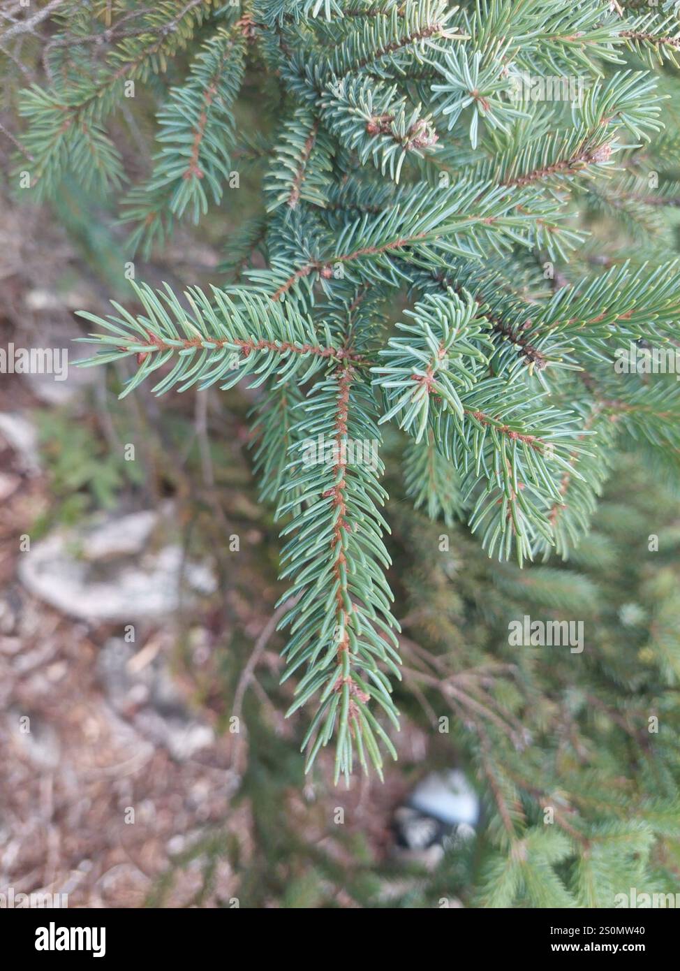 white spruce (Picea glauca Stock Photo - Alamy