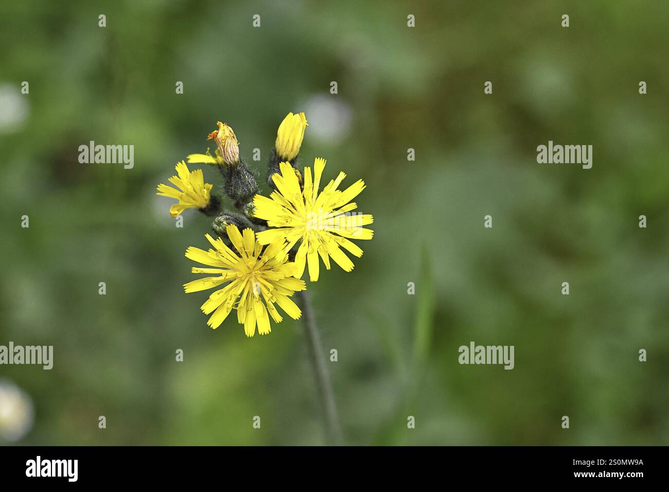 Mouse-ear hawkweed, also known as Lesser mouse-eared hawkweed or long ...