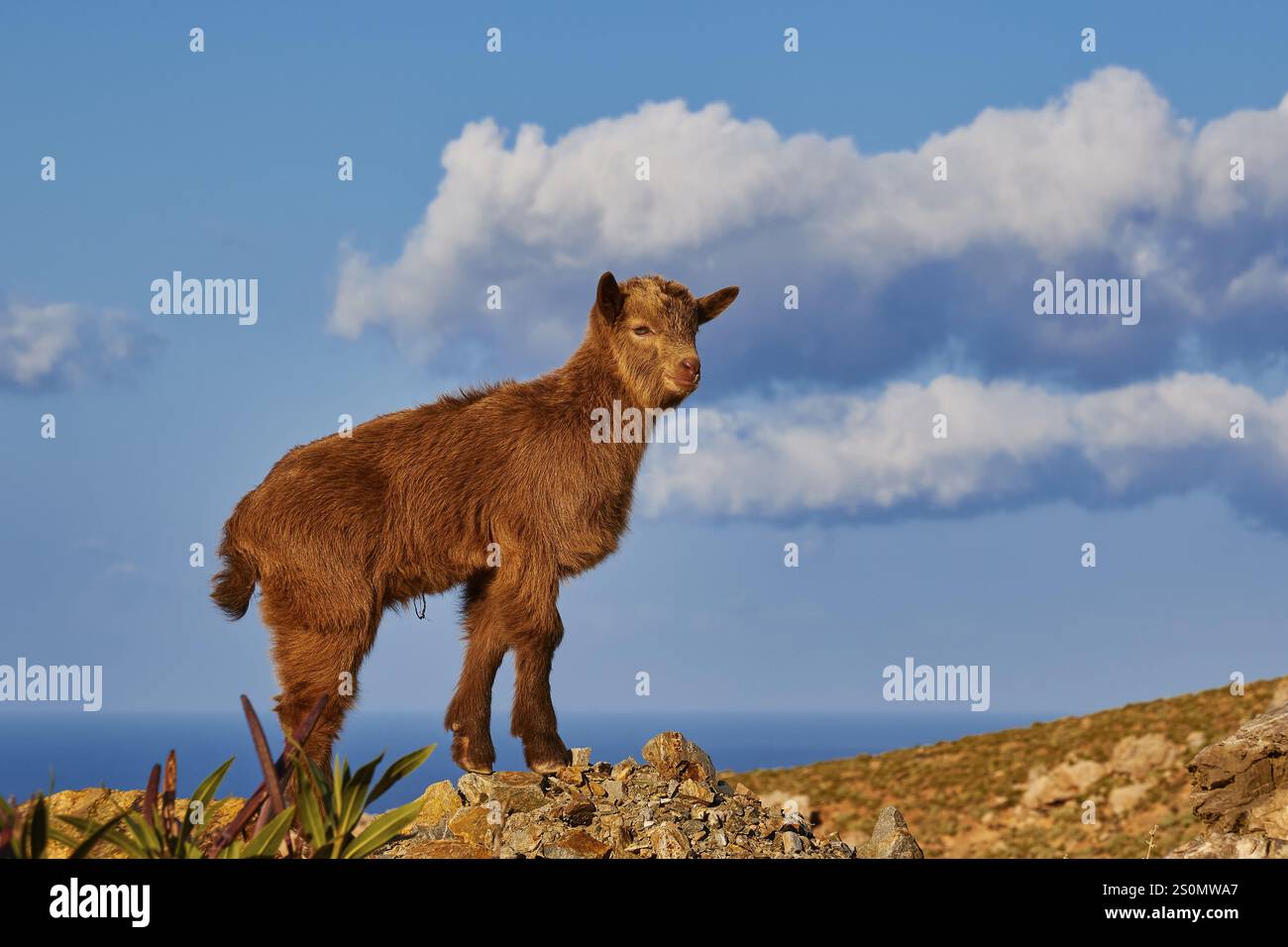 A goatling posing on a rock under a bright blue sky with clouds, sheep ...