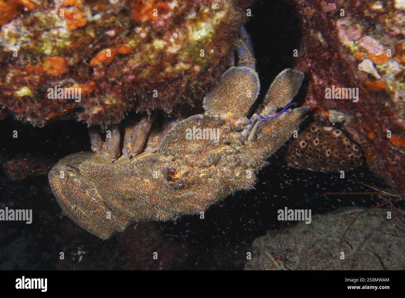 Mediterranean slipper lobster (Scyllarides latus) hiding between rocks ...