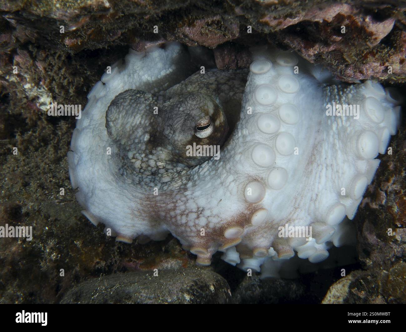 An octopus, Common Octopus (Octopus vulgaris), rests in the reef at ...