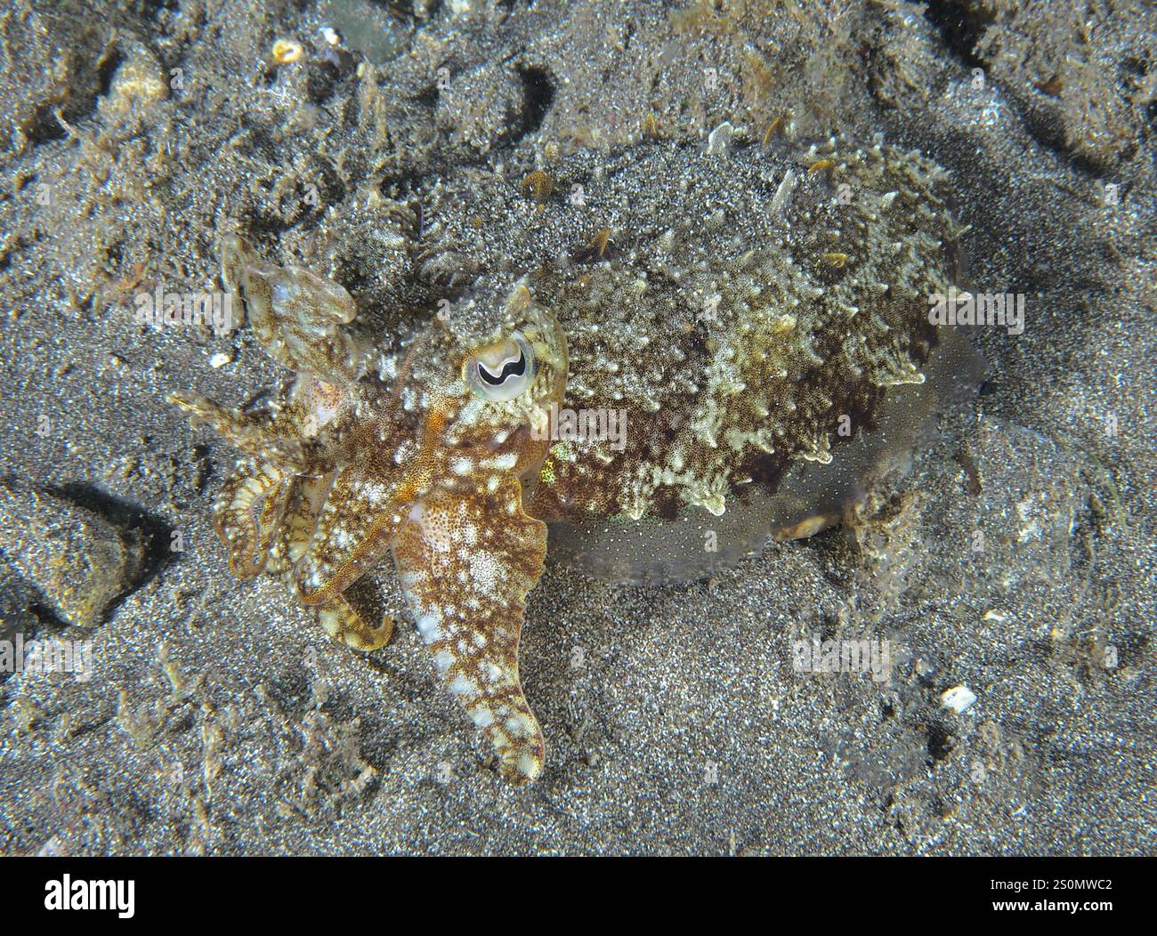 A juvenile Common cuttlefish (Sepia officinalis) perfectly camouflages ...