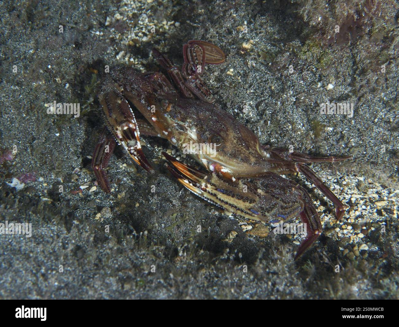 Red swimming crab (Cronius ruber) resting on sandy seabed with algae ...