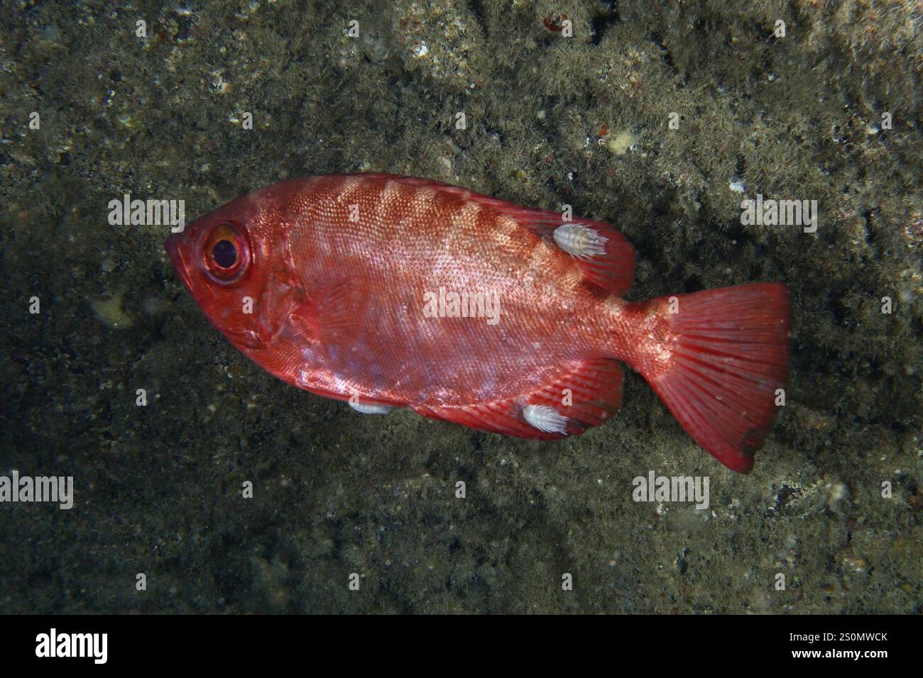 Red bigeye perch glass eye (Heteropriacanthus cruentatus) with several ...