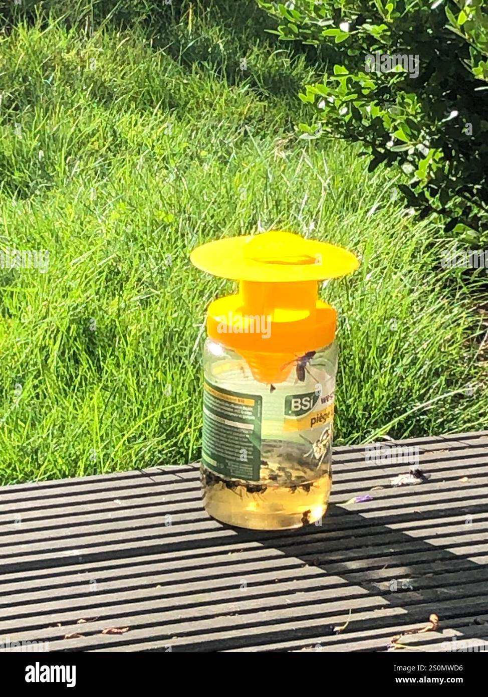 Ants, Bees, Wasps, and Sawflies (Hymenoptera Stock Photo - Alamy