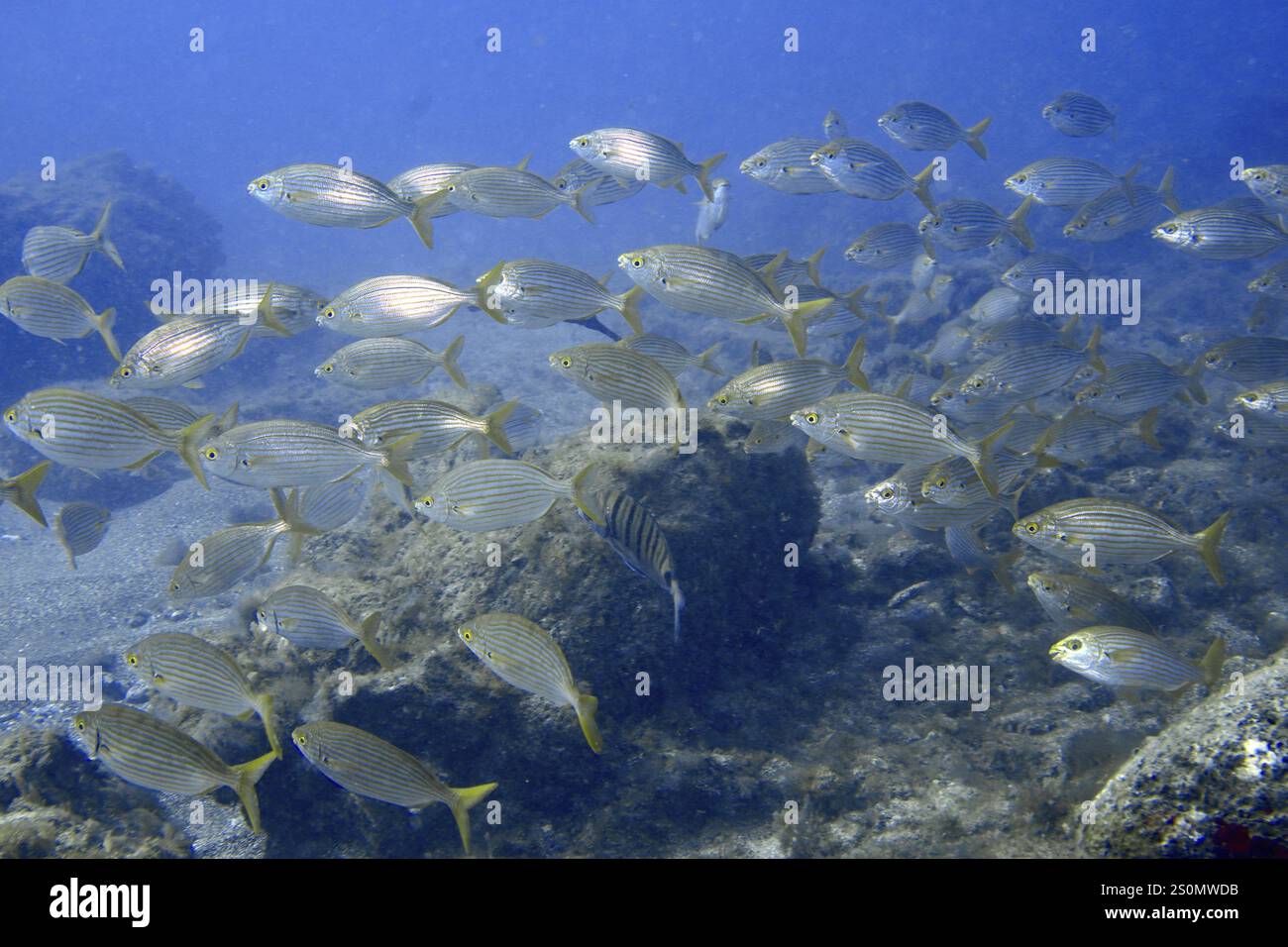 A shoal of goldfish (Sarpa salpa) swimming over rocky ground in the ...