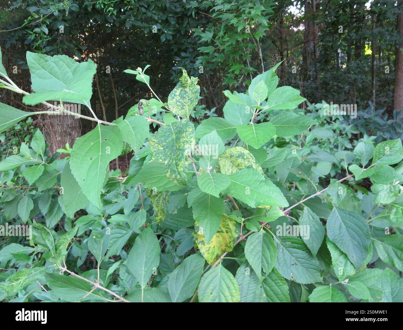 Cucumber mosaic virus (Cucumovirus cmv Stock Photo - Alamy