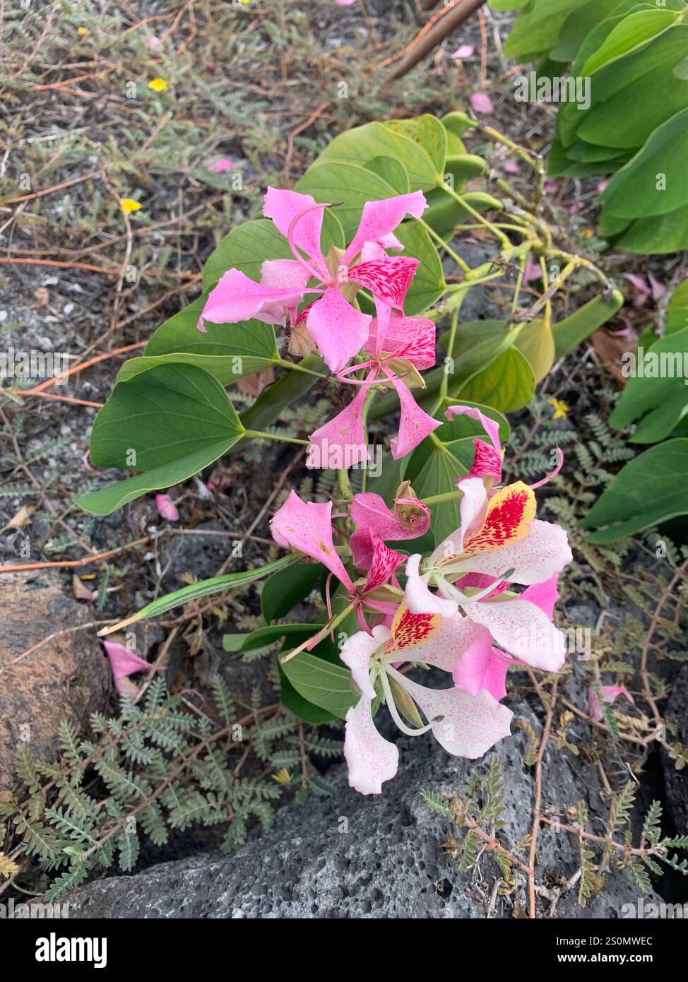 pink bauhinia (Bauhinia monandra Stock Photo - Alamy