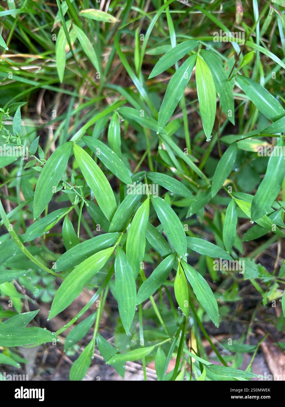 Japanese stiltgrass (Microstegium vimineum Stock Photo - Alamy