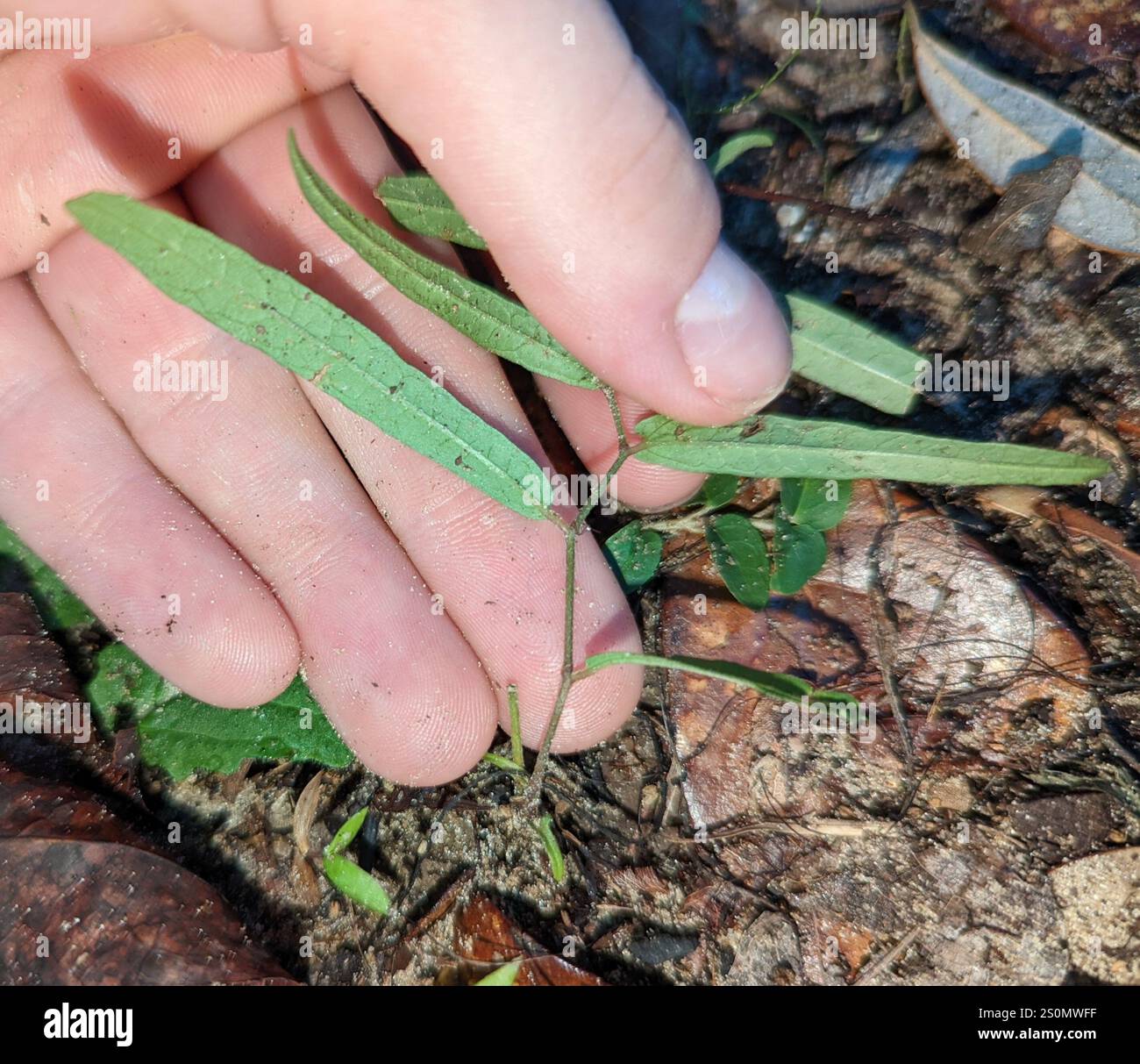 Virginia snakeroot (Aristolochia serpentaria Stock Photo - Alamy