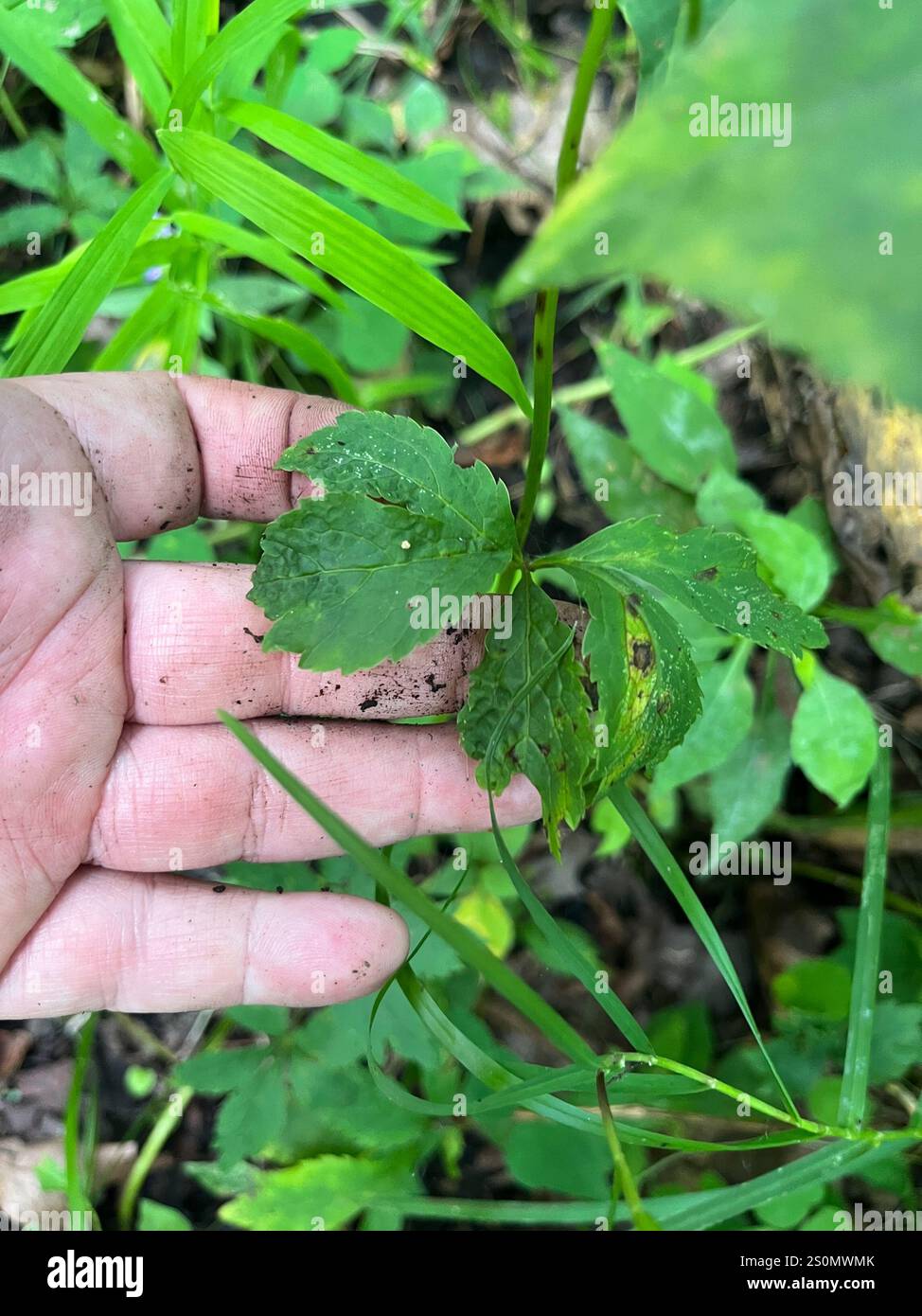 Black Snakeroot (Sanicula canadensis Stock Photo - Alamy
