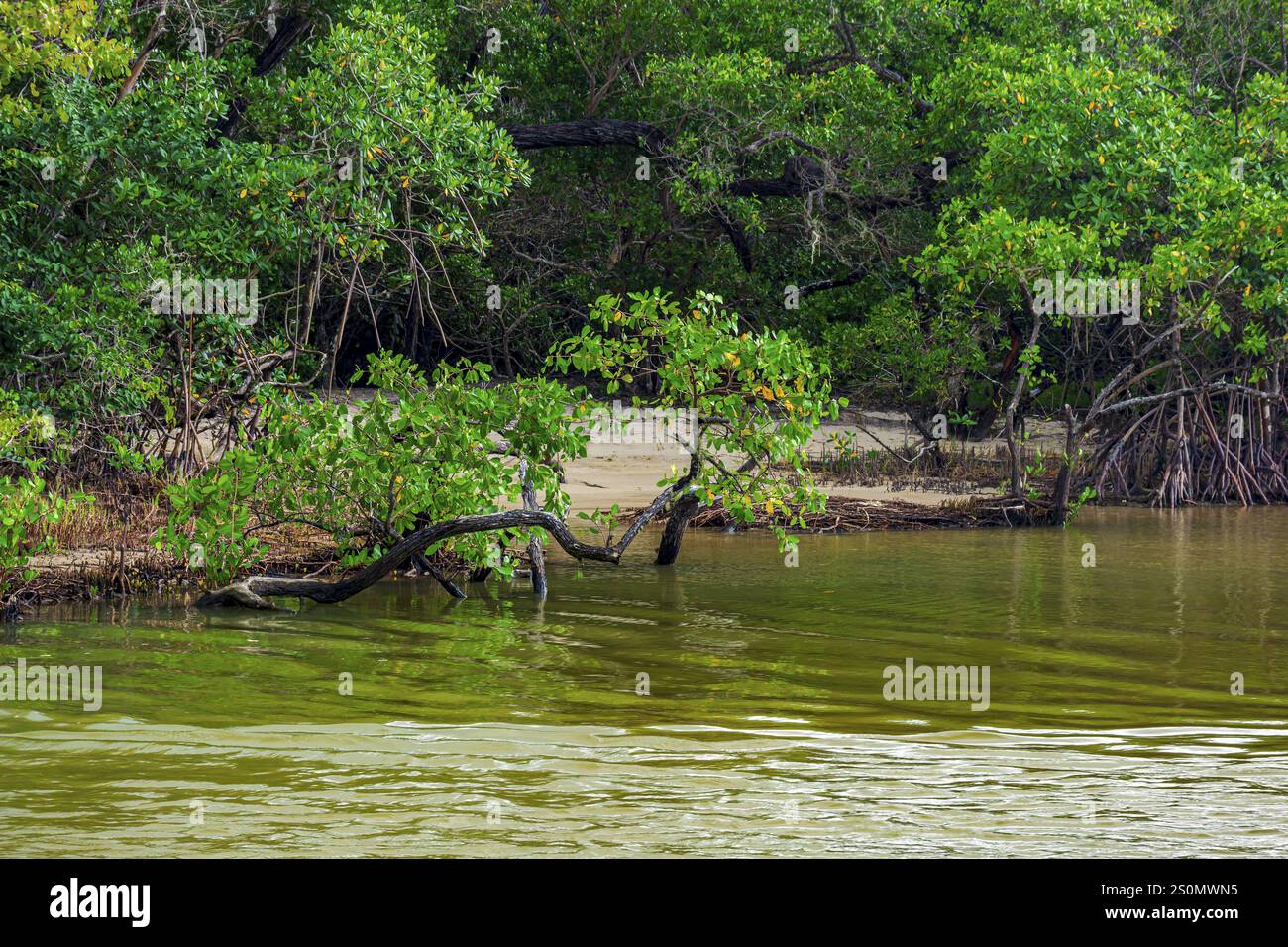 Small beach hidden between the mangrove vegetation and the river waters ...