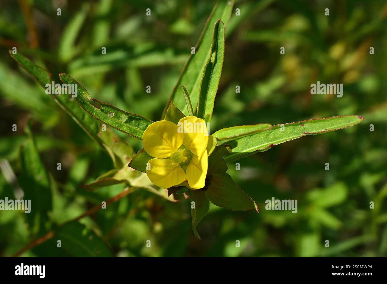 Seedbox (Ludwigia alternifolia Stock Photo - Alamy