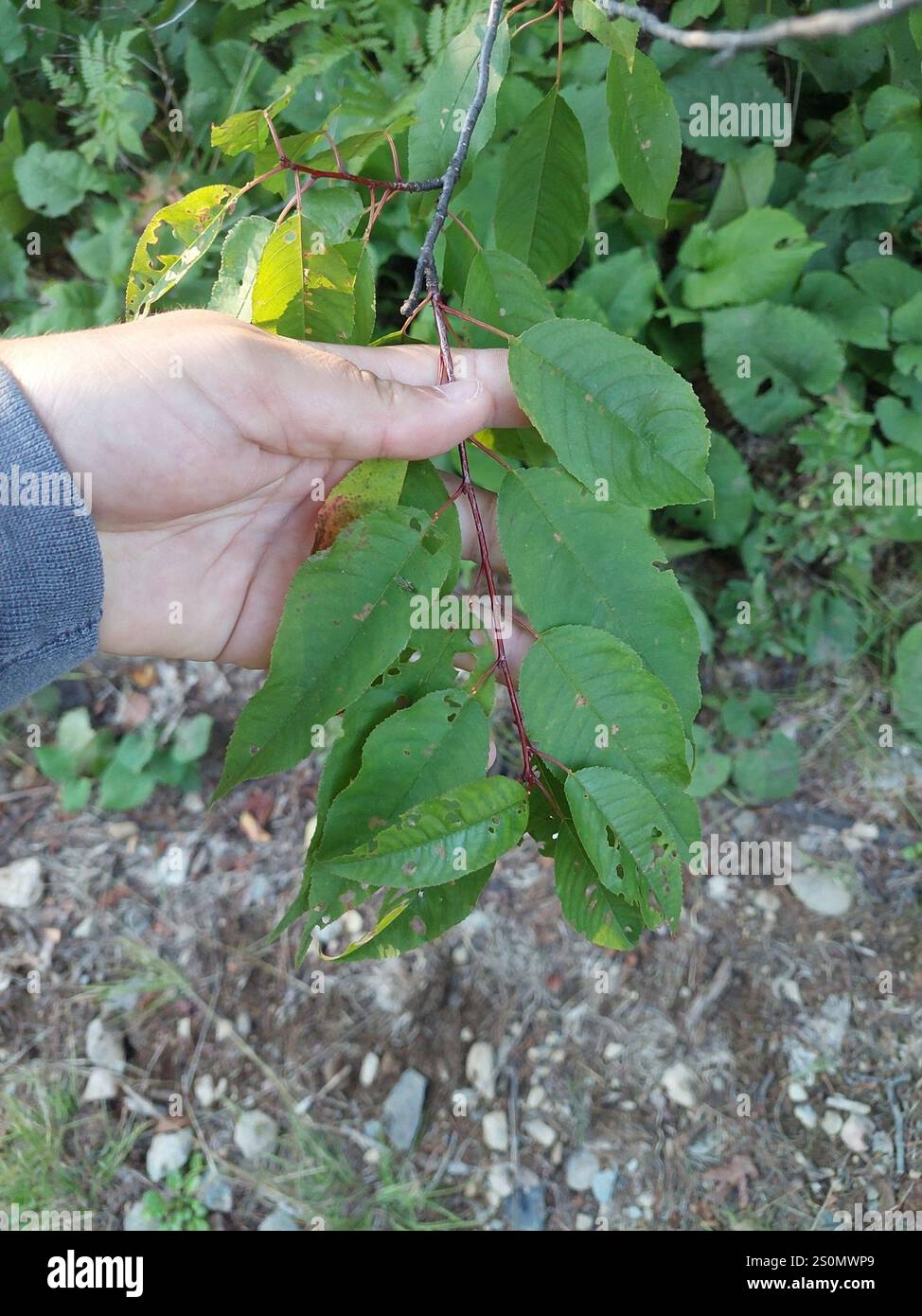 fire cherry (Prunus pensylvanica Stock Photo - Alamy