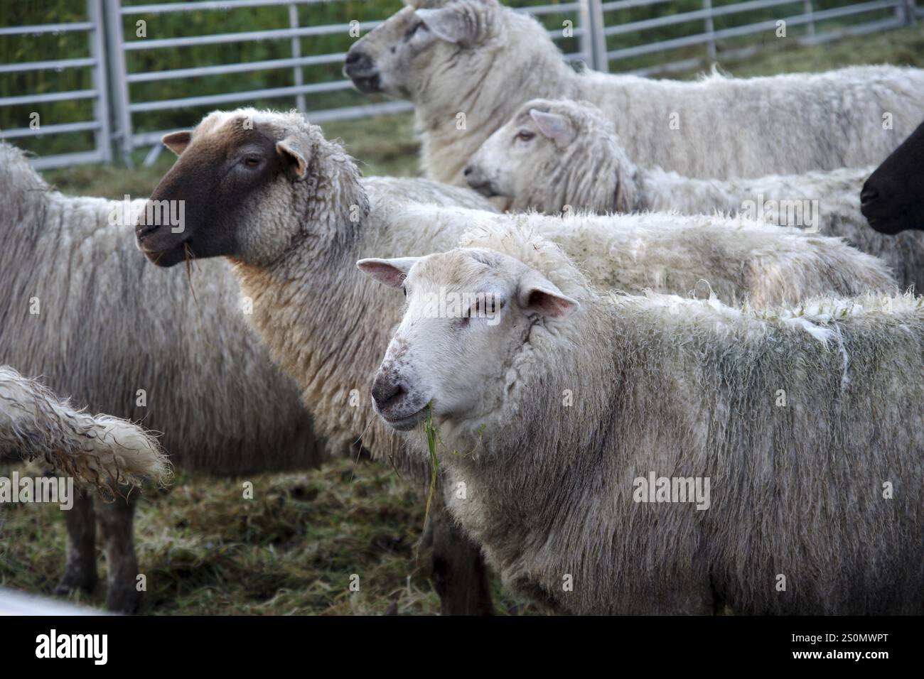 Sheep (Ovis gmelini aries), domestic animal, portrait, sheep standing ...