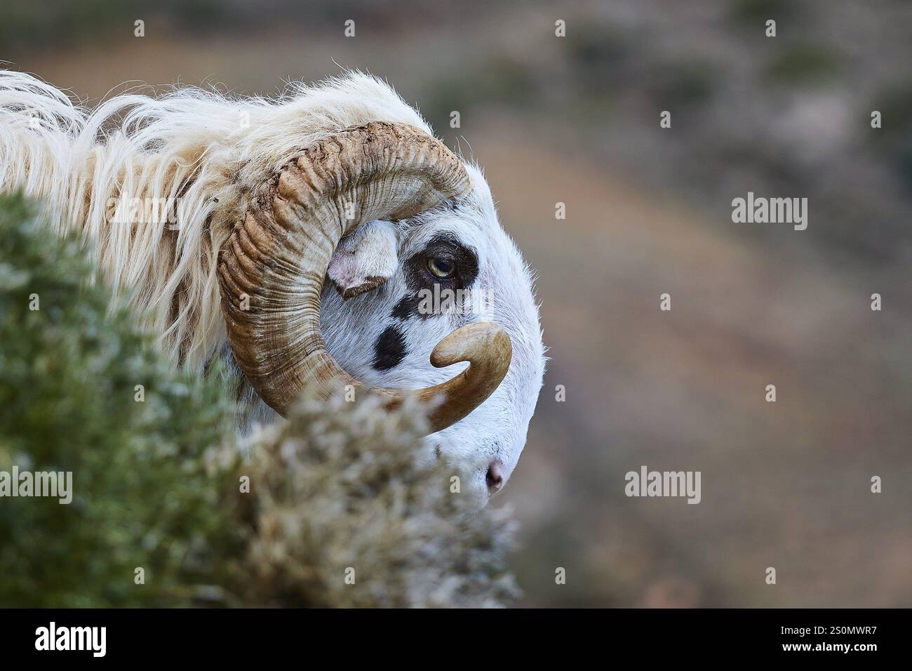 A ram peers curiously out of a bush, sheep (e) or goat (n), ovis ...