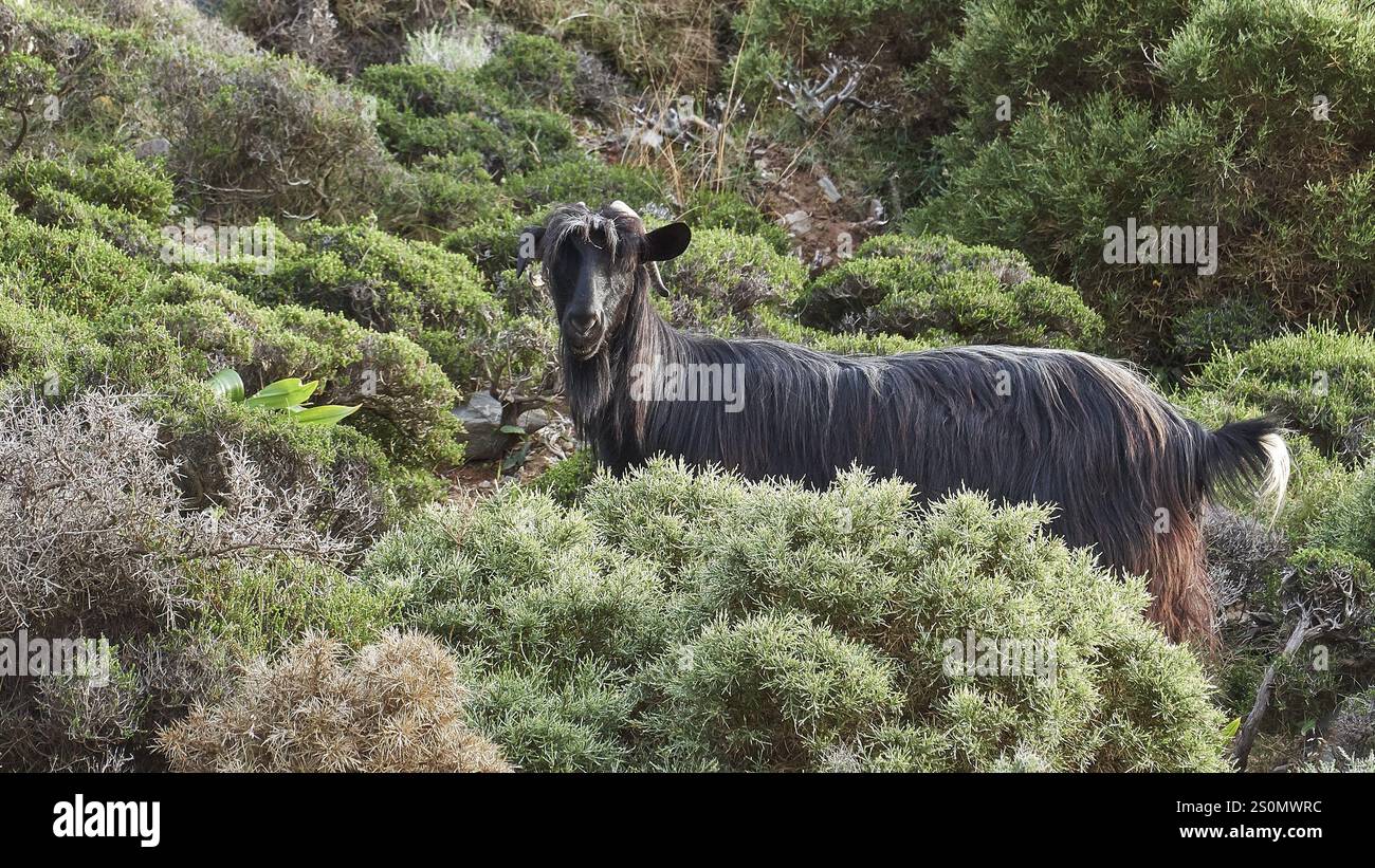 A black goat stands surrounded by dense vegetation and looks into the ...