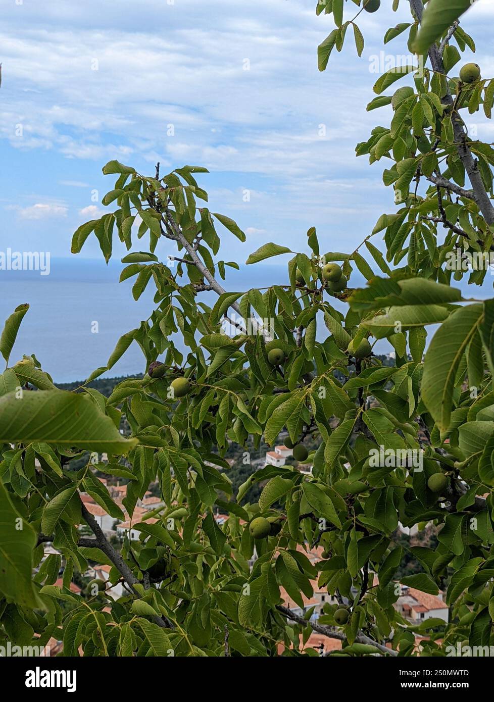 Persian walnut (Juglans regia Stock Photo - Alamy