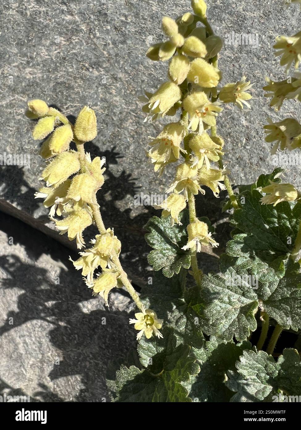 Elmera (Elmera racemosa Stock Photo - Alamy