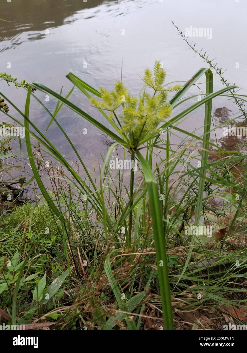 straw-colored flatsedge (Cyperus strigosus Stock Photo - Alamy