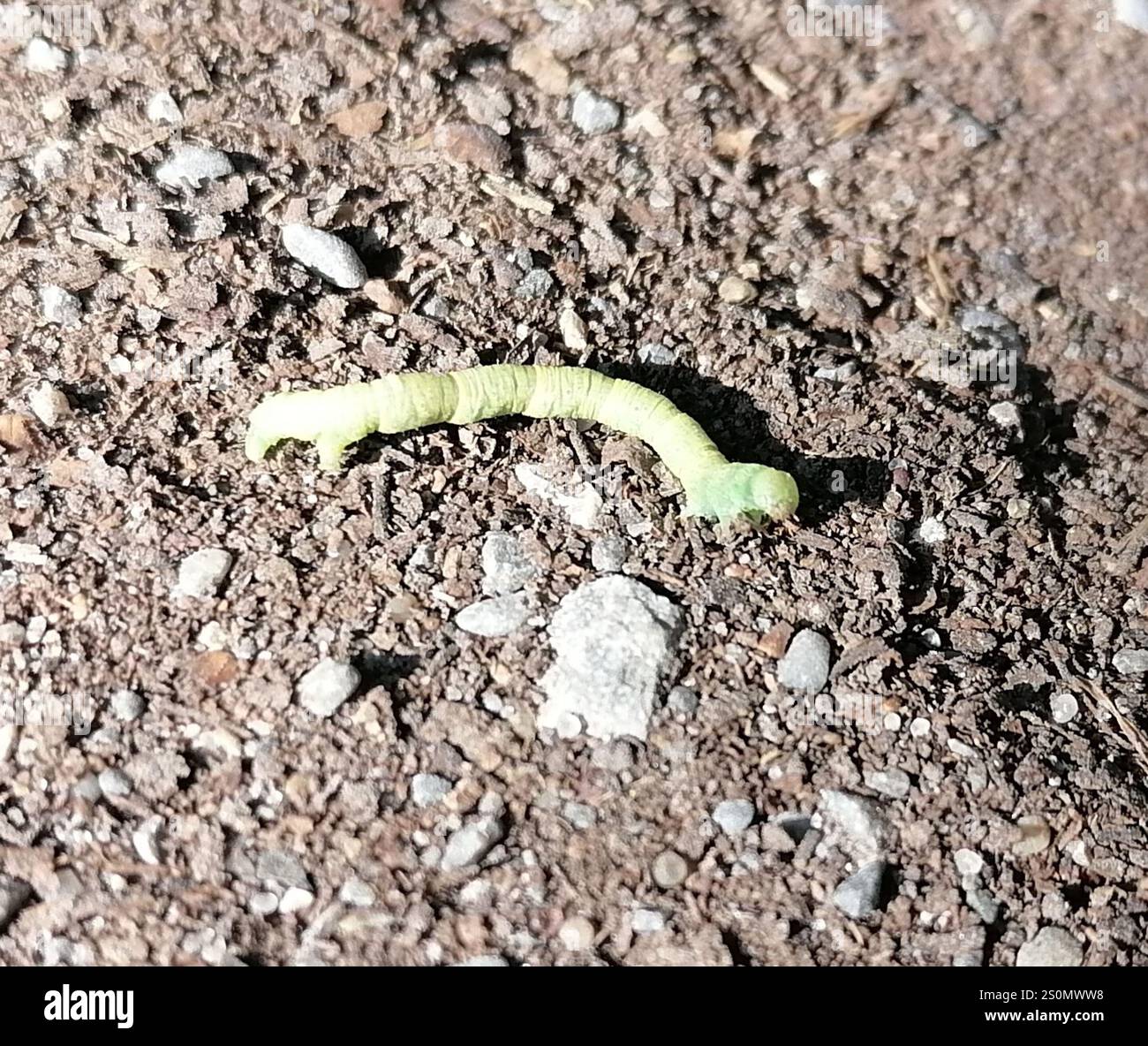 Geometer Moths (Geometridae Stock Photo - Alamy