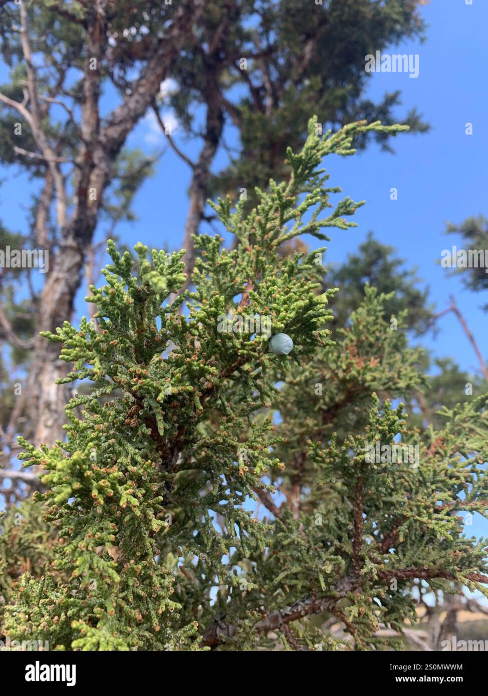 western juniper (Juniperus occidentalis Stock Photo - Alamy