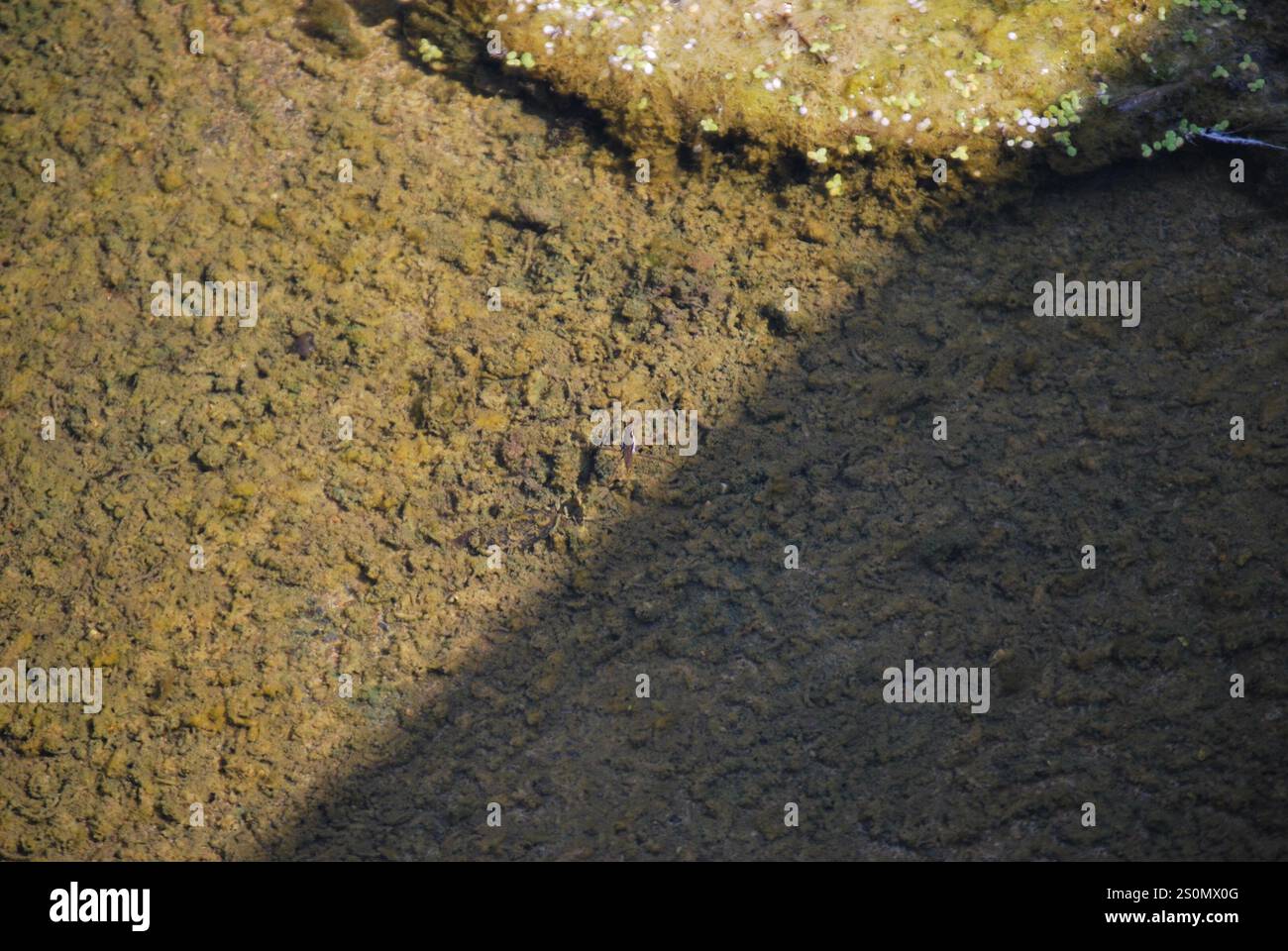 North American Common Water Strider (Aquarius remigis Stock Photo - Alamy