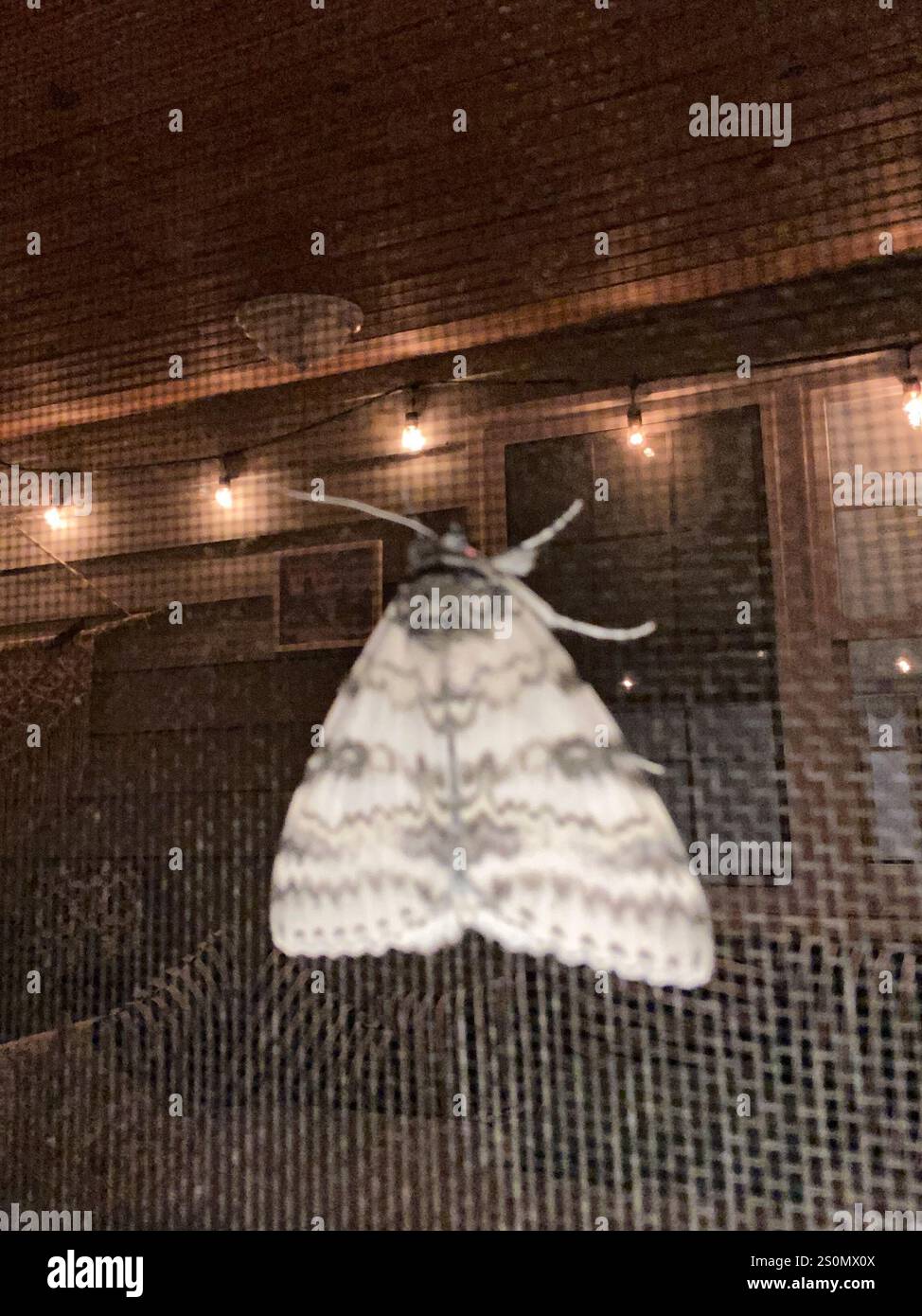 White Underwing (Catocala relicta Stock Photo - Alamy