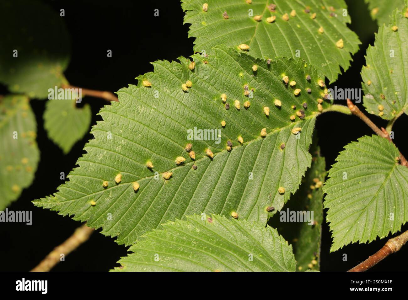 Elm Leaf Gall Mite (Aceria campestricola Stock Photo - Alamy