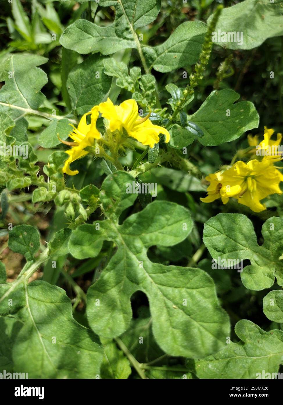 buffalo-bur (Solanum rostratum Stock Photo - Alamy